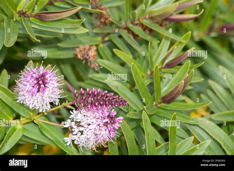 Veronica Salicifolia Hebe Veronica Salicifolia Hebe Hi Res Stock Photography And Images Alamy