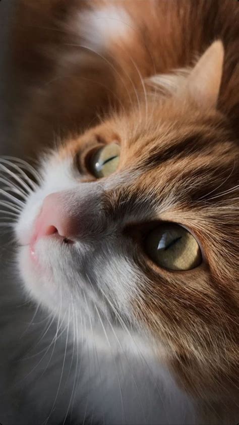 Pin di Kasia Sokołowska su kici kici miau Animali Gatti Micio