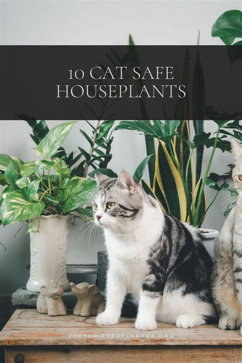 10 Cat Safe Houseplants Cat Safe Plants Cat Safe House Plants