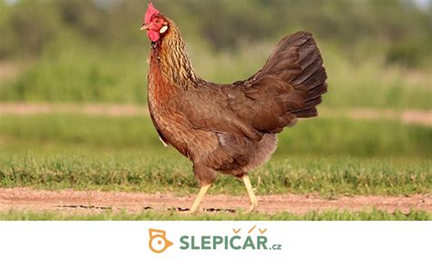 Pláče Slepice A Může Být Vůbec Někdy Smutná Slepičář