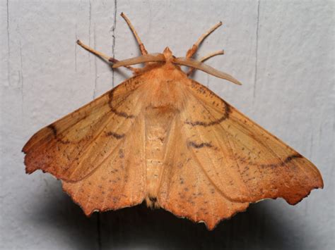 Geometer Moths Identification Life Cycle Facts And Pictures