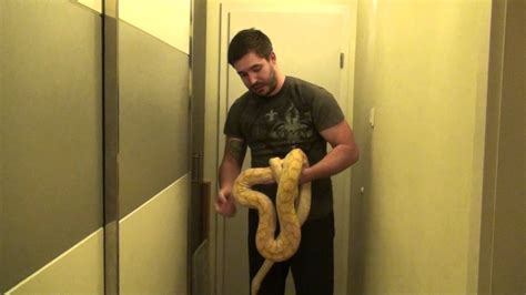 Purple Albino Super Dwarf Reticulated Python Youtube