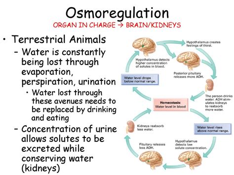 Homeostasis Ppt Download