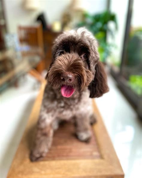 16 Majestic Cockapoo Coat Colors Explained With Pictures