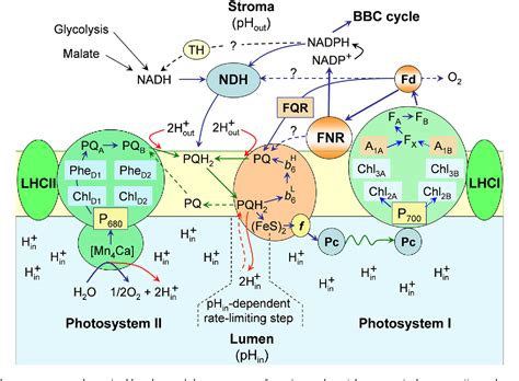Figure 5 From The Cytochrome B6f Complex At The Crossroad Of