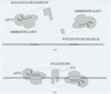Detection Method Of Nucleic Acid Eureka Patsnap