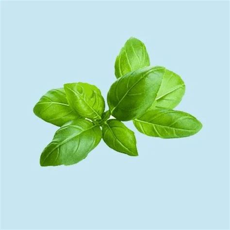 Basil Packaging Size 1 Kg At Best Price In Solan Id 2851084456162