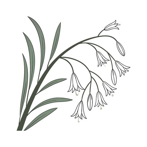 Stunning Rhipsalis Plant Display 57607354 Vector Art At Vecteezy