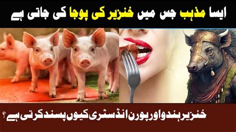Pork Porn Industry Pig Hinduism Why Pork Is Haram In The Islam