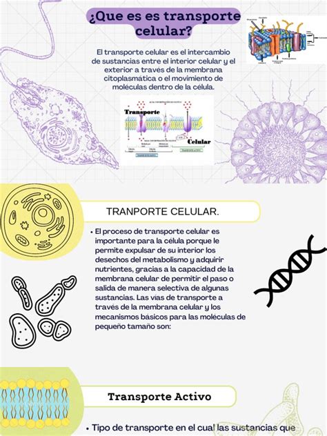 Transporte Celular Presentación Pdf Biología Celular Biología
