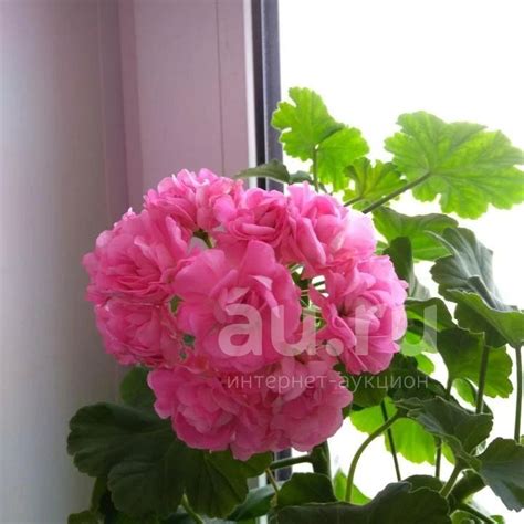 Пеларгония Australian Pink Rosebud/ Swanland Pink (срежу черенок ...
