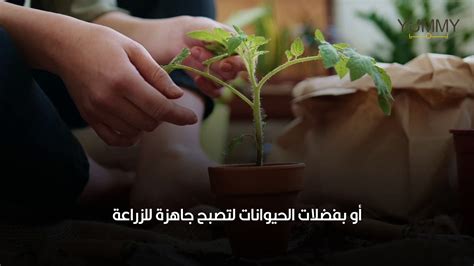 طريقة زراعة النعناع فيديو Dailymotion