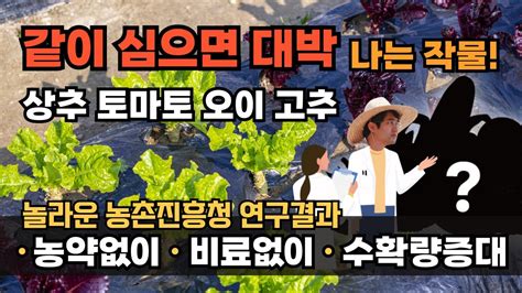 고추재배 방울토마토 오이 상추 재배방법 같이 심으면 좋은 작물 Youtube