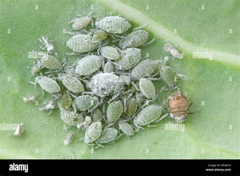Cabbage Aphids And One Mummy From The Cabbage Aphid Parasite Stock