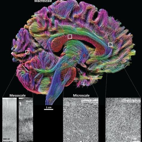 Integrating Human Brain Connectivity At The Macro Meso And Micro
