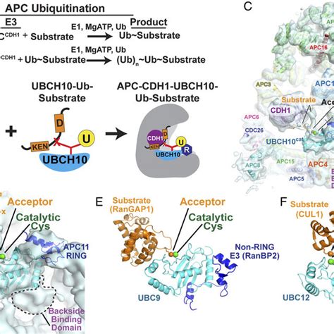 Cryo Em Reconstruction Of Apc Cdh1 Ubch10 Poised For Substrate Download Scientific Diagram