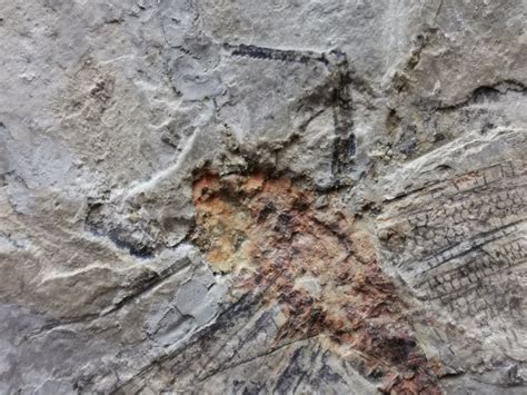 Rare Dragonfly Fossil From Lower Cretaceous 150×145×8 Mm Fossil