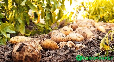 Лучшие удобрения для картофеля: советы по выбору | Agro-market