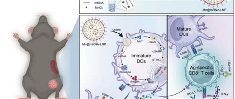 【acs Nano】锰掺杂脾靶向mrna疫苗用于增强体内抗肿瘤免疫 Book学术