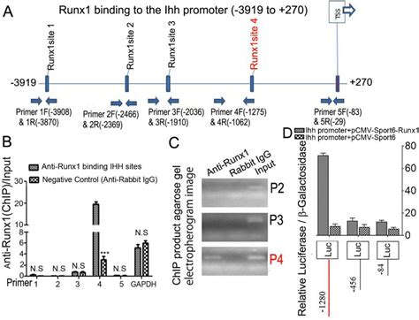 Runx1 Up Regulates Chondrocyte To Osteoblast Lineage Commitment And Promotes Bone Formation By