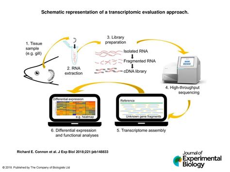 Schematic Representation Of A Transcriptomic Evaluation Approach Ppt