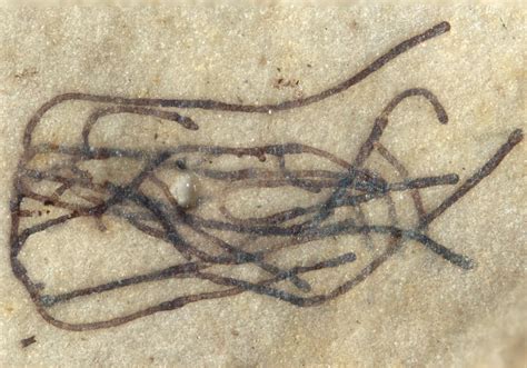 Oldest Green Algae Fossil Discovered In China The Scientist Magazine®