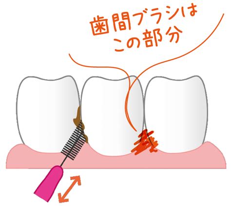 歯間ブラシの頻度はどれほどが最適？正しい使い方を伝授 Hamigaki Life