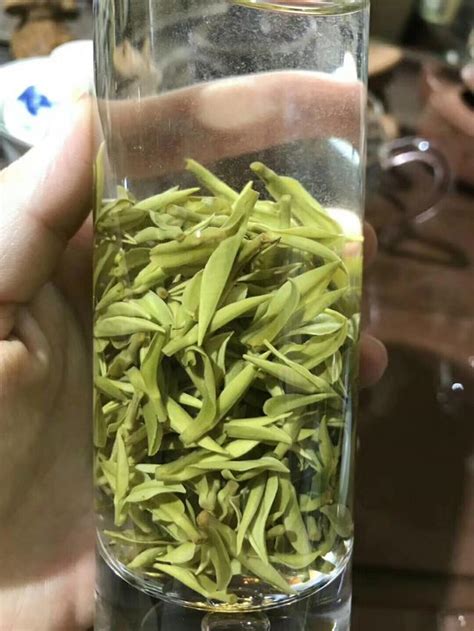 2018年的安吉白茶為什麼白化程度不高 每日頭條