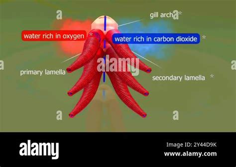 Gill Arch Stock Videos And Footage Hd And 4k Video Clips Alamy