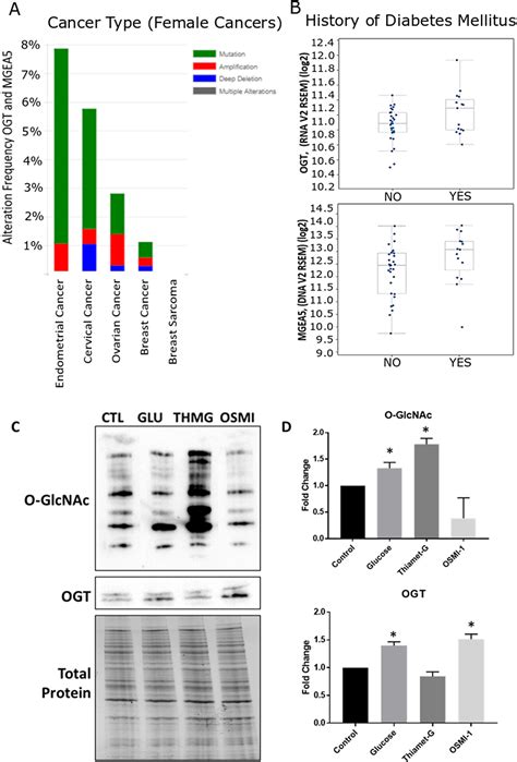 Hyper O Glcnacylation Promotes Epithelial Mesenchymal Transition In