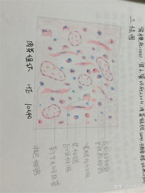 病理切片红蓝铅笔手绘图 知乎