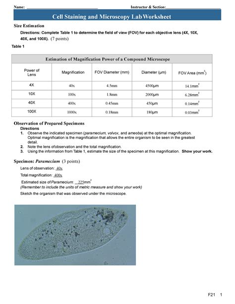 Cell Staining And Microscopy Lab F Cell Staining And Microscopy Lab Worksheet Size