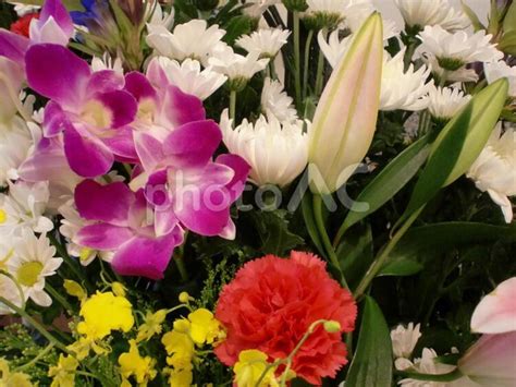 色々な色の花 No 4197699｜写真素材なら「写真ac」無料（フリー）ダウンロードok