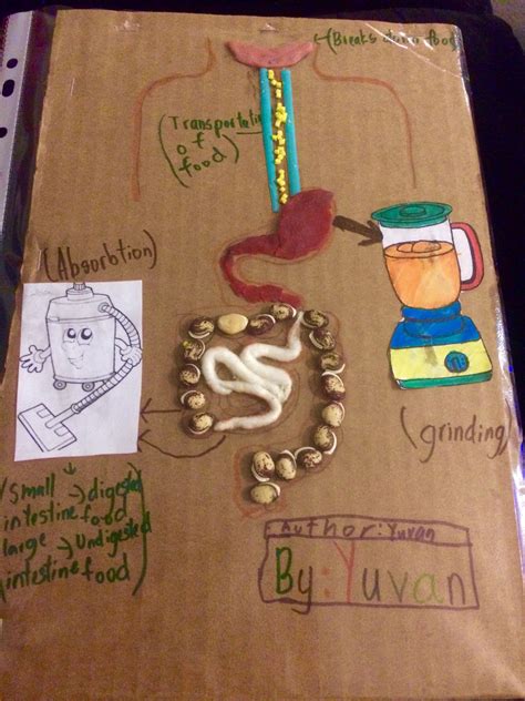 Digestive System Science Project