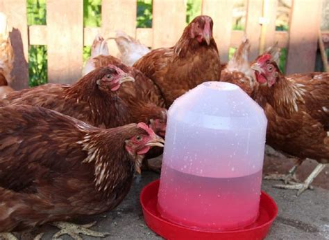 Купить куры-несушки - Куры молодки по низким ценам от птицефабрики 🐔 ...