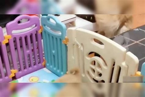 金毛叼着玩具陪小奶狗玩耍场面看着好暖心