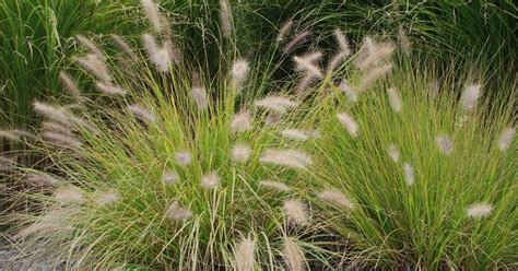 Purdue Turf Tips Weed Of The Month For June 2013 Is Fountain Grass