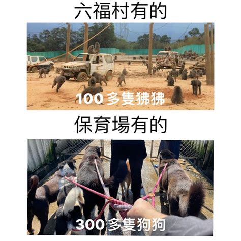 桃園有1隻逃跑狒狒！動保協會po「等家的毛孩」：八里有300多隻 生活 三立新聞網 Setncom
