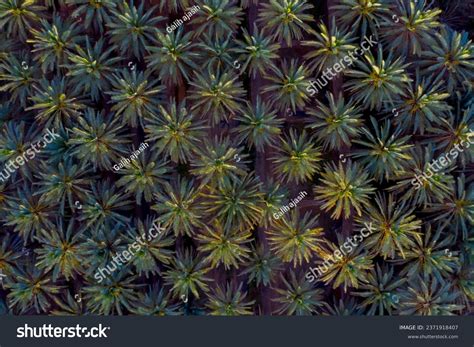 Khlas Dates Photos Images And Pictures