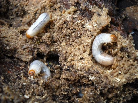 Grubs In Compost What To Do Will It Compost