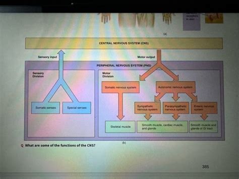 Biol 235 Chapter 12 Flashcards Quizlet