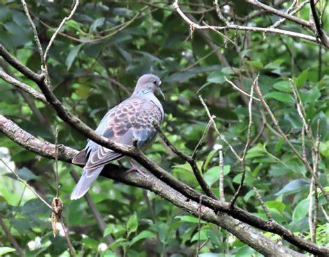 キジバト 2020 05 29 日本の野鳥識別図鑑