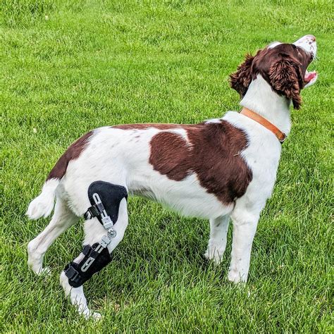 Crucial Differences Dog Acl Tear Vs Sprain Dog Show Tv
