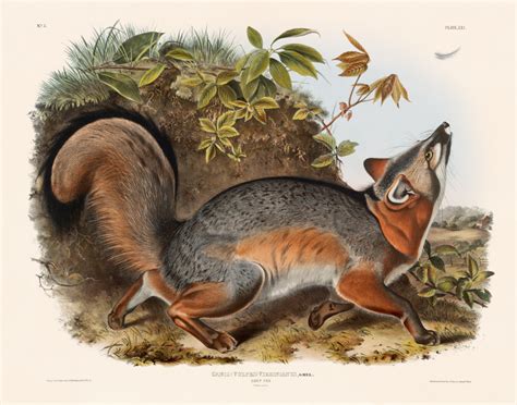 Джон Джеймс Одюбон. Viviparous Quadrupeds: виставка 20 жовтня 2019 – 12 ...