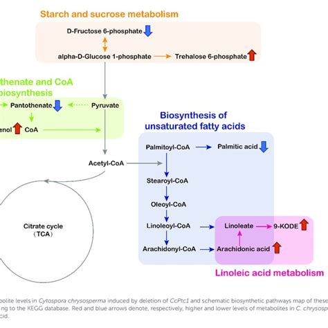 Metabolomic Analysis A The Heatmap Showing The Full Range Of