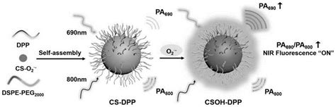 基于超氧阴离子响应的比率光声纳米探针及其制备方法和应用