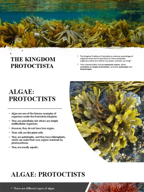 Kingdom Protoctista Pdf