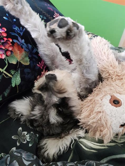 The Days Sloth Is A Necessity Rschnauzers