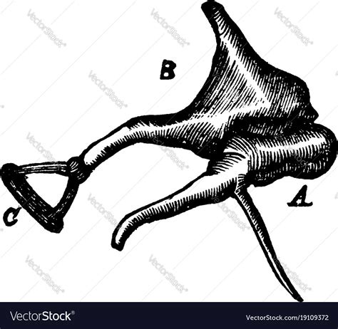 Tympanic Ossicles Vintage Royalty Free Vector Image