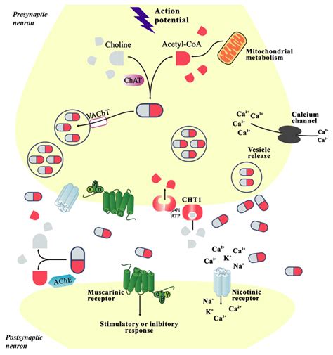 Acetylcholine Synthesis Pathway
